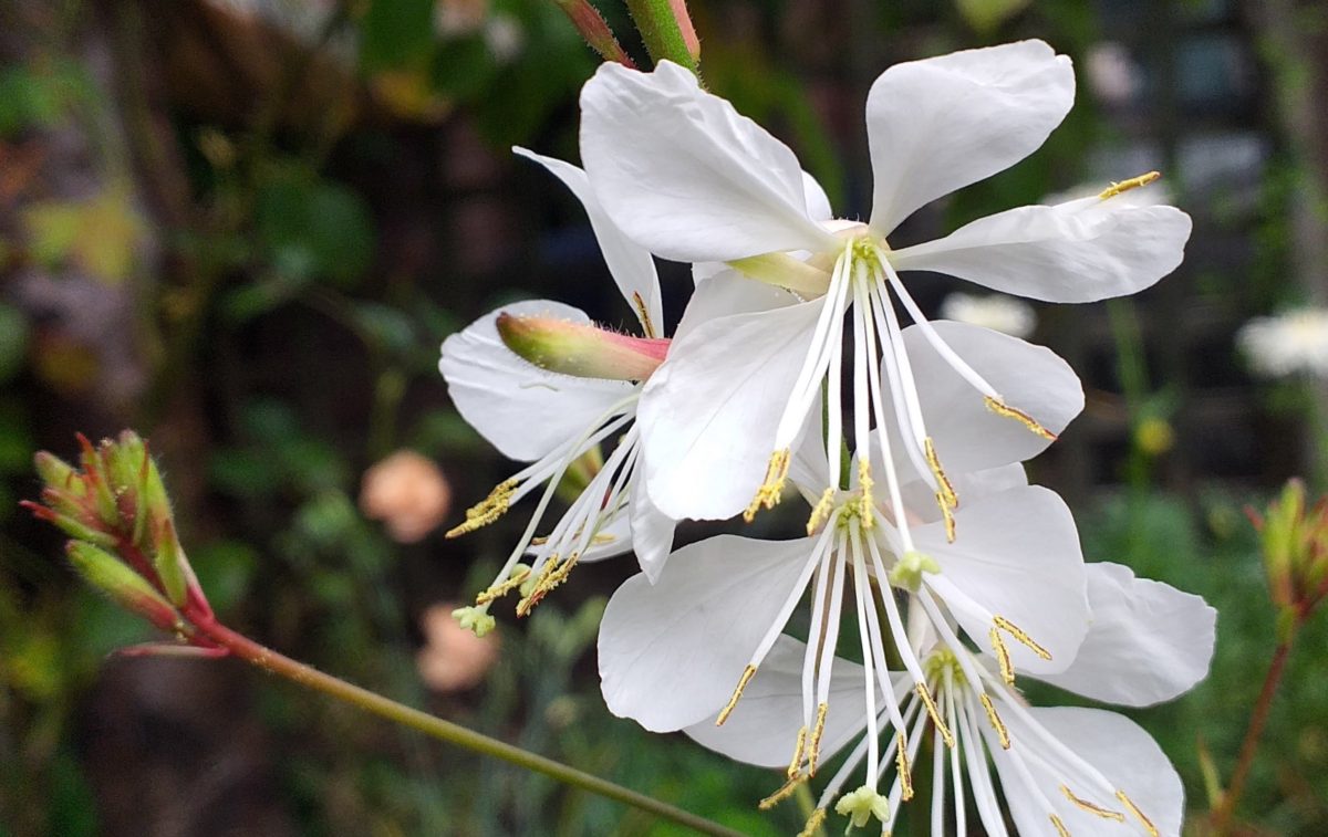 Gaura lindheimeri - The Bride - Chris's Weblog - City Chickens
