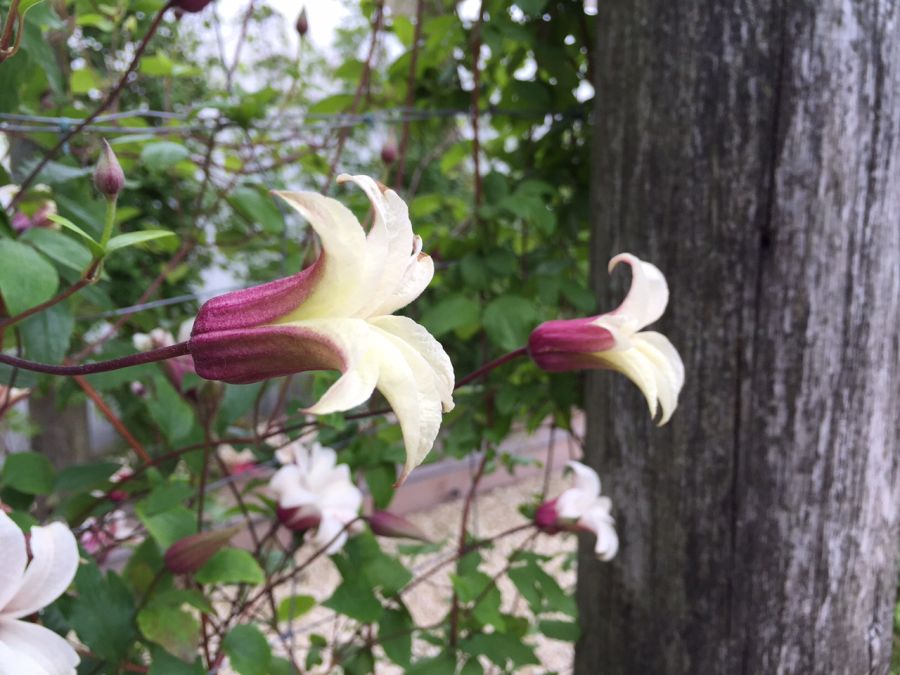 Clematis Princess Kate - Zoprika - Chris's Weblog - City Chickens